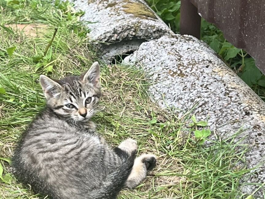 Кошка в добрые руки