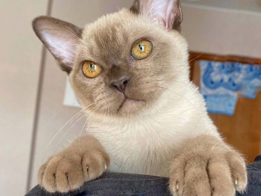 Котенок европейской бурмы