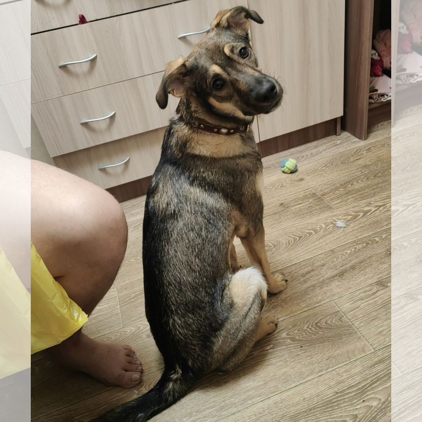 Щенок от частного владельца