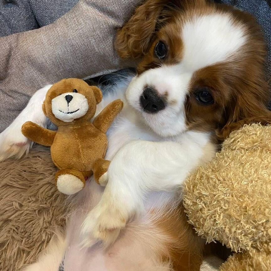 Милые щенки Кавалер Кинг Чарльз спаниели