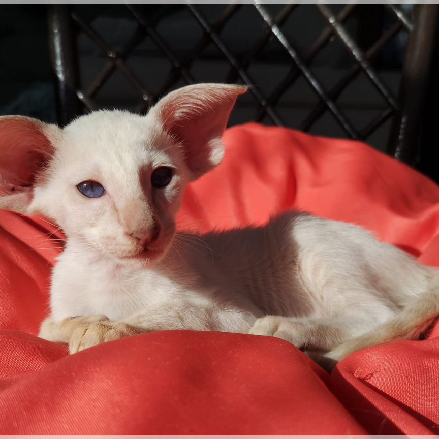 Ориентальные котята