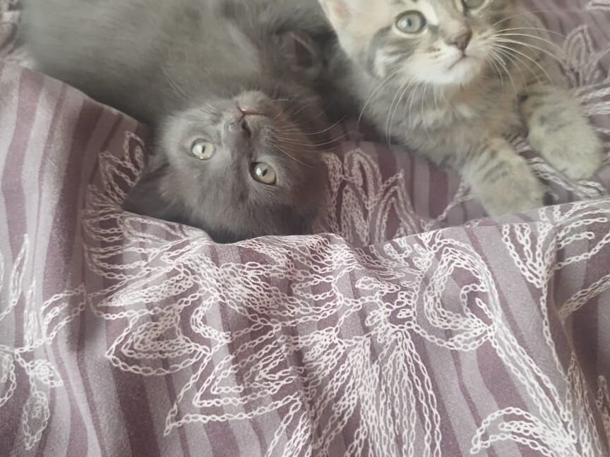 Котята в добрые руки бесплатно приученные к лотку