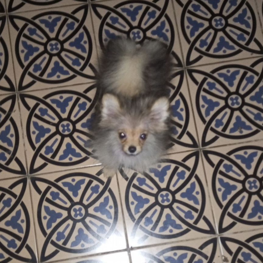 Шпиц девочка мини