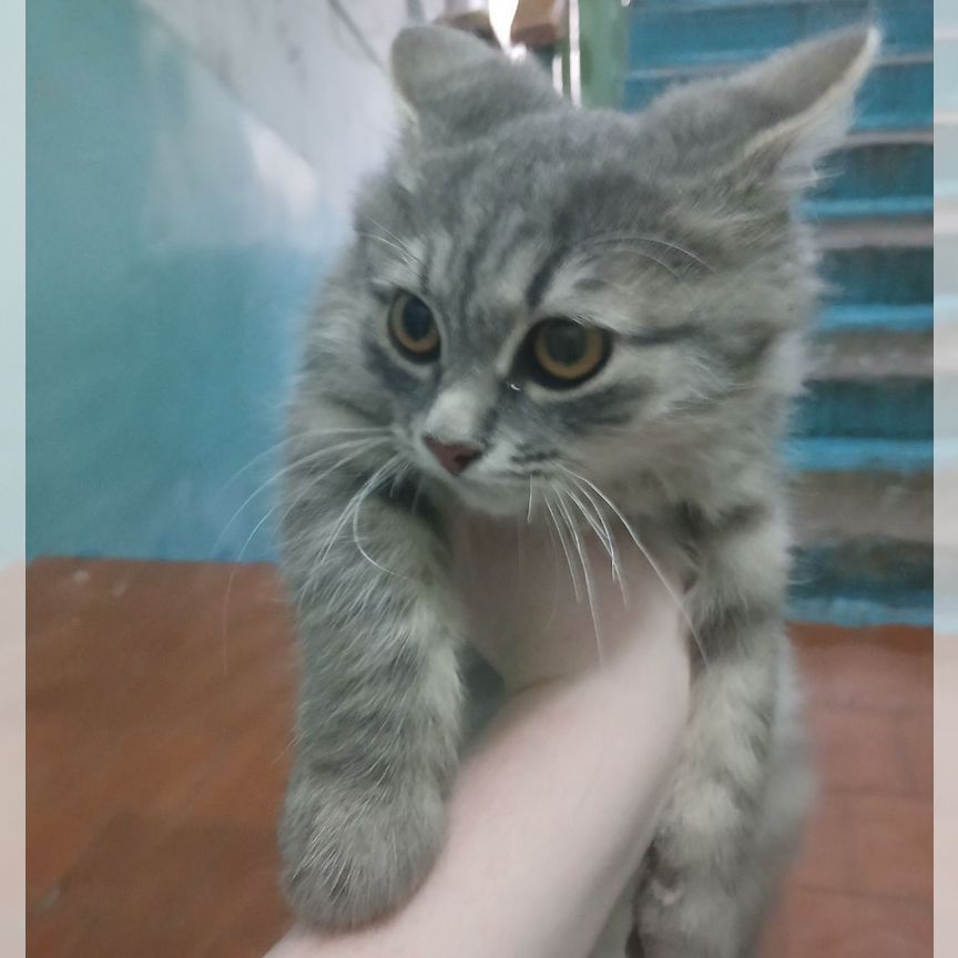 Котёнок в добрые руки