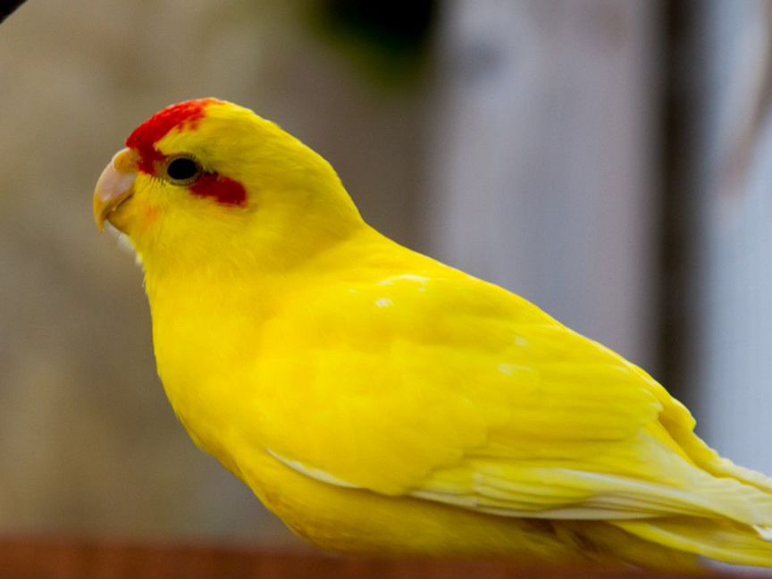 Попугай какарик самец