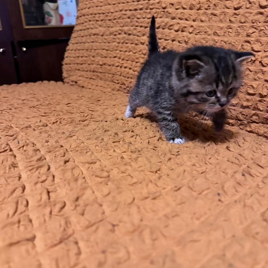 Крошечный котенок