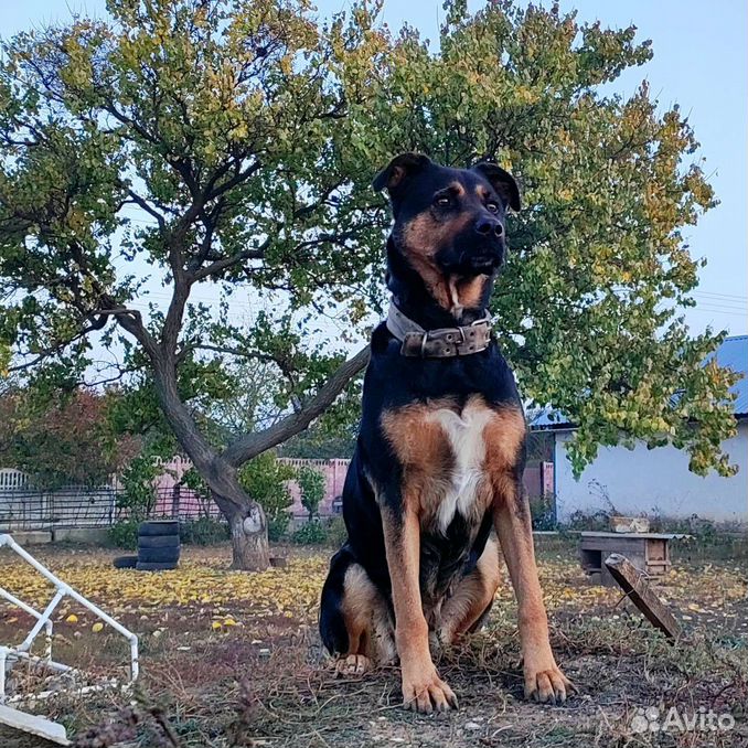 Смесь немецкой овчарки с ротвейлером