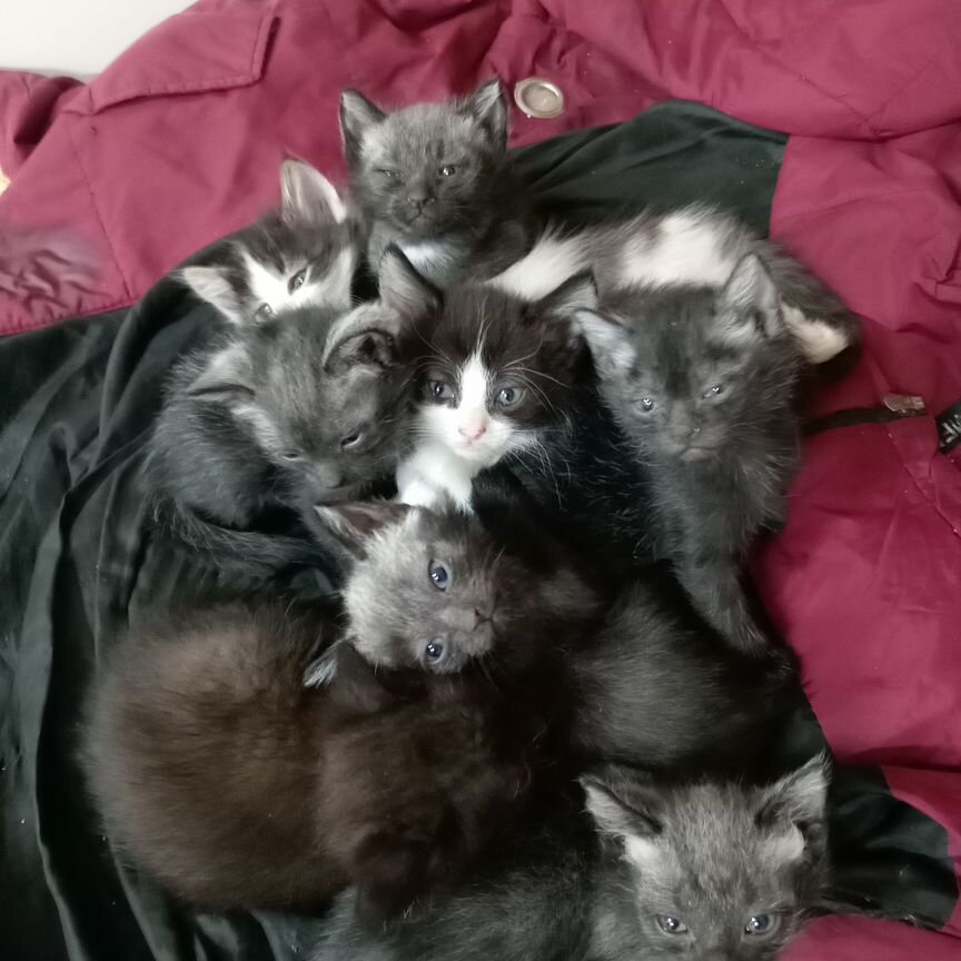 Котята в добрые руки без оплатно