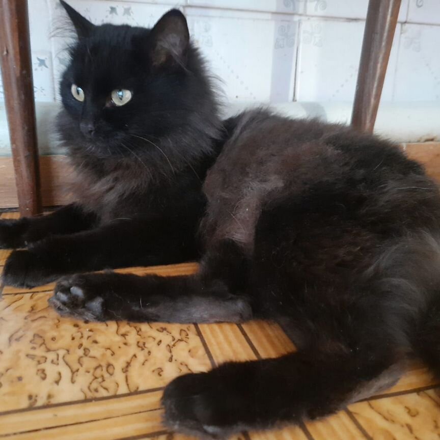 Кошка в дар бесплатно