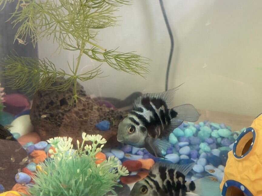 Рыбки сапфировый попугай (пара) и пинцет