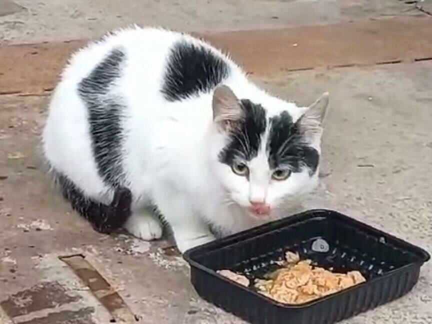 Котята в добрые руки бесплатно