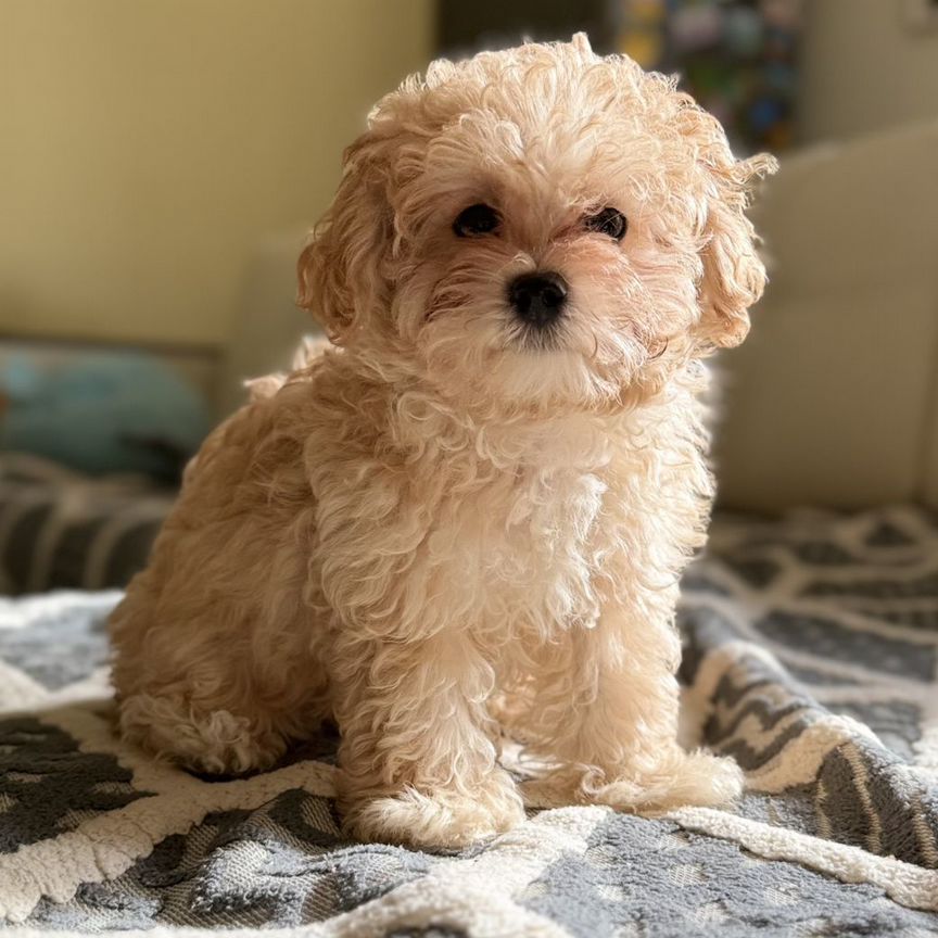 Мальтипу, щенок