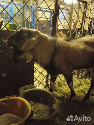 Нубийский козел