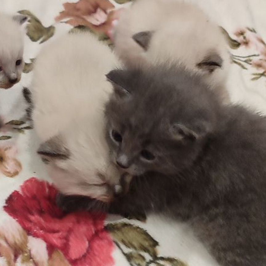 Невский маскарадный котёнок