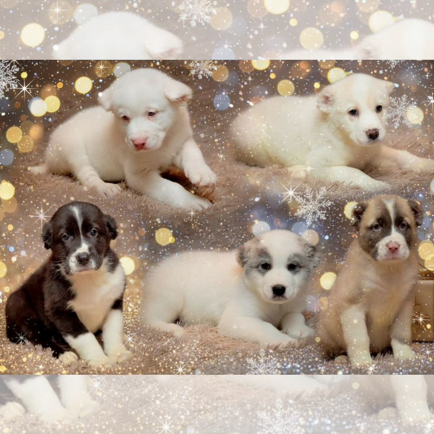 Среднеазиатская овчарка, щенок