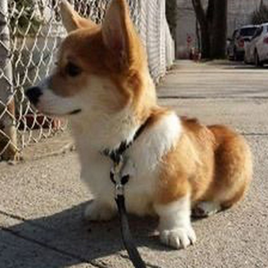 Щенки вельш-корги пемброк