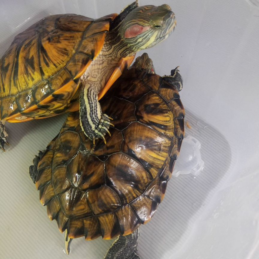 Красноухая черепаха