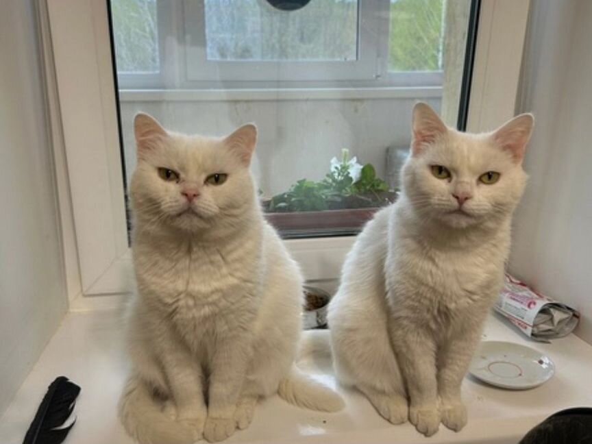 Роскошные кошечки