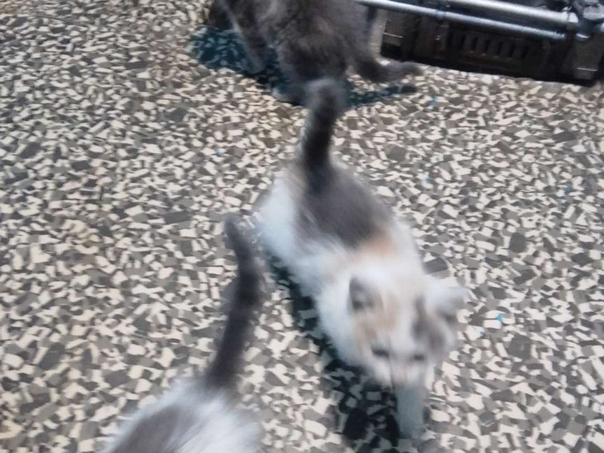 Котята в добрые руки бесплатно