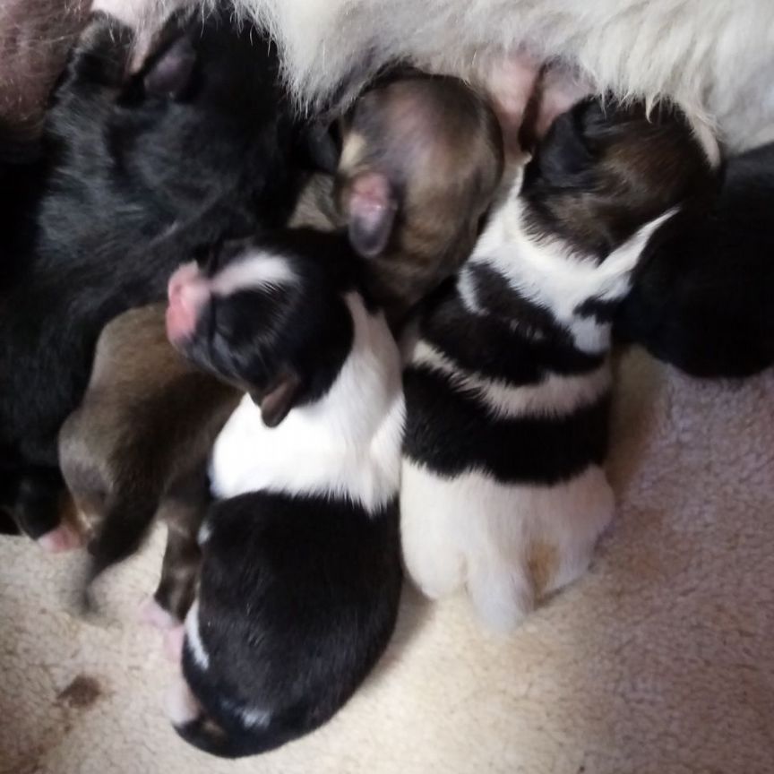 Пекинес, щенок