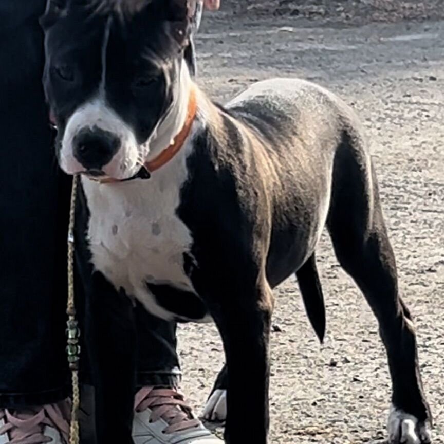 Девочка Амстафф 4,5месяца