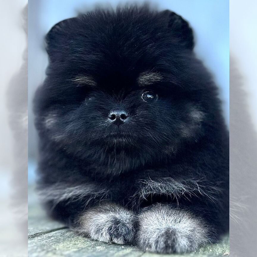 Померанский шпиц, щенок