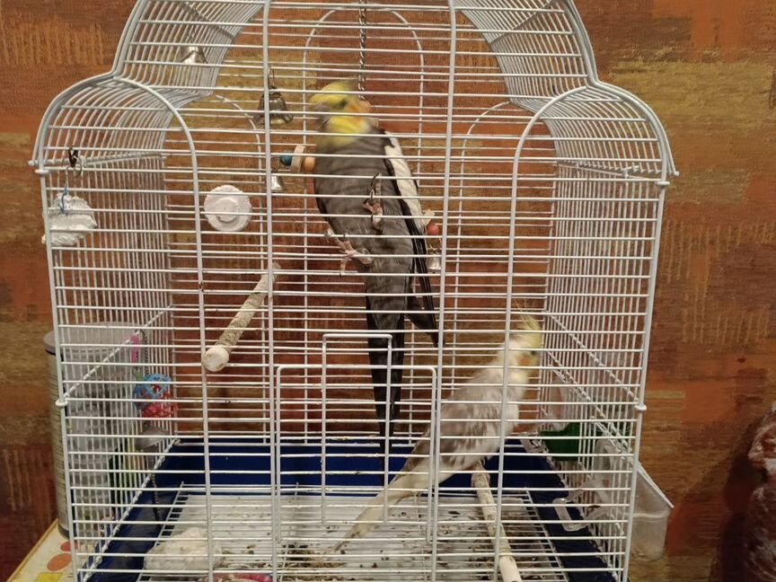 Попугаи кореллы мальчик и девочка