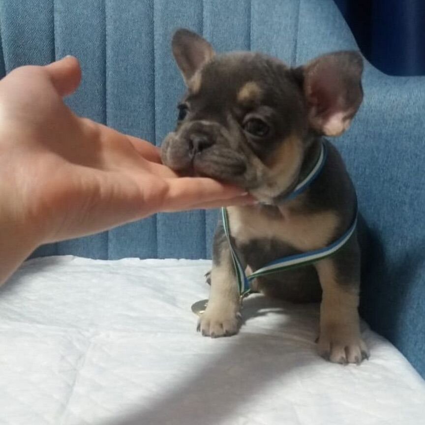 Французский бульдог, щенок
