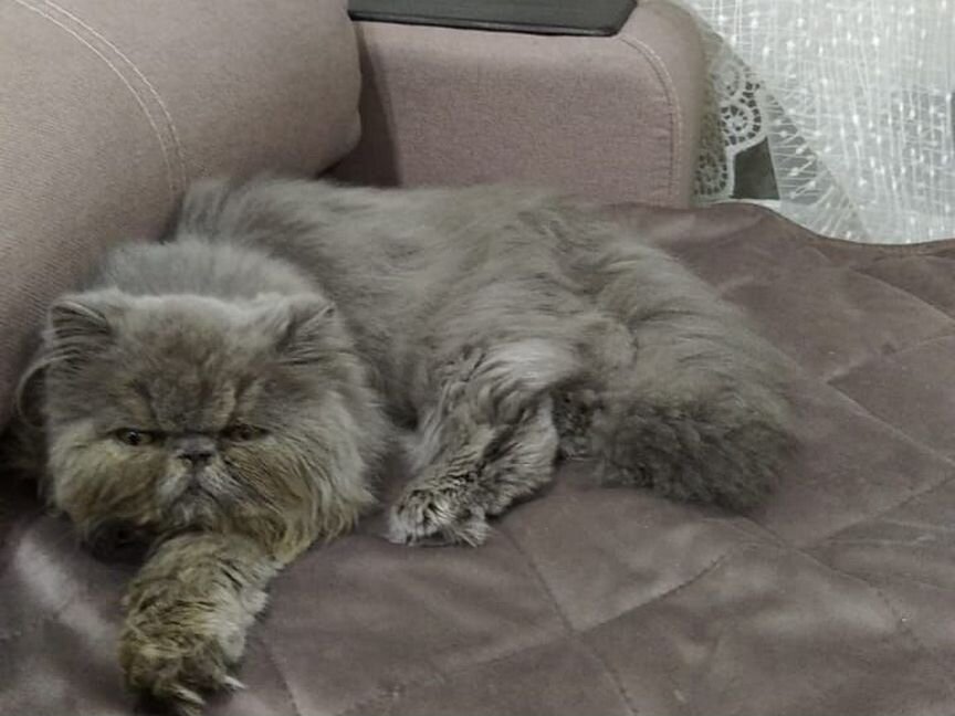 Прелестный котик