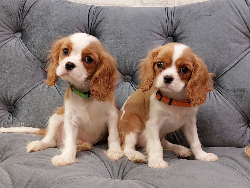 Мальчики кавалер кинг чарльз спаниель
