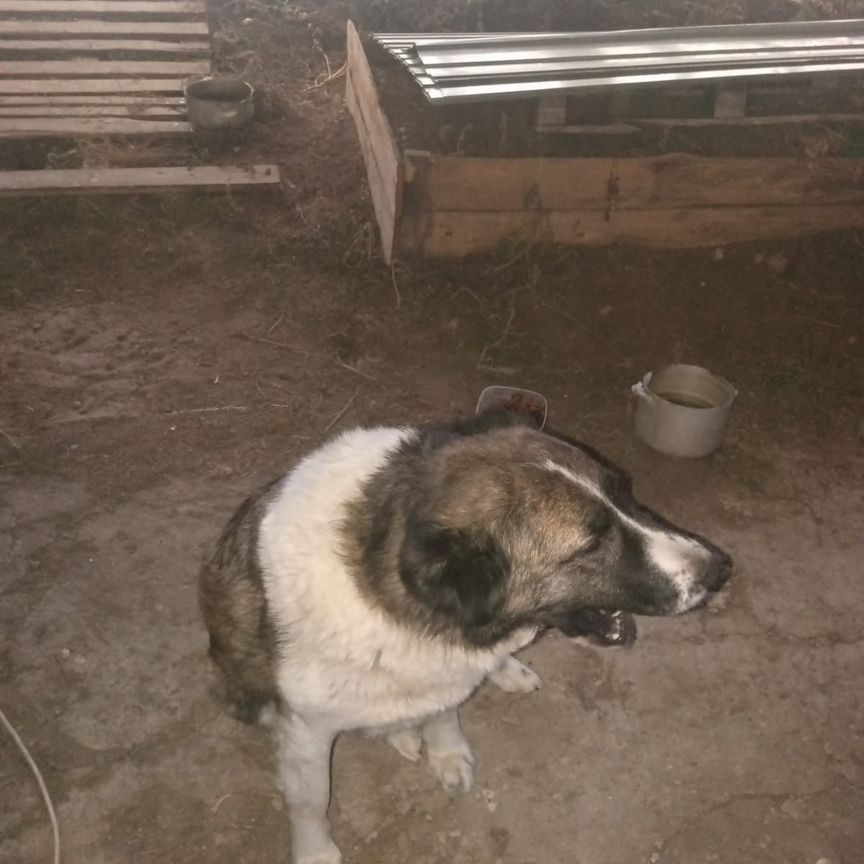 Прекрасная охранница в хорошие руки