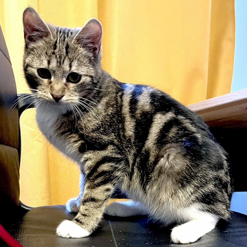 Котенок