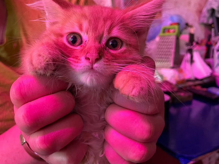 Продажа котёнка