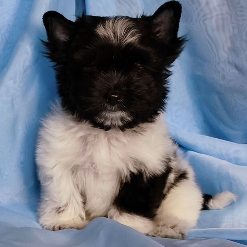 Бивер-йоркширский терьер, щенок