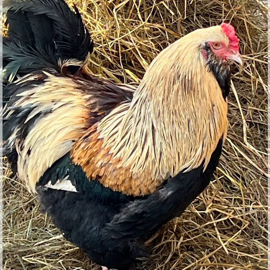 Петухи Фавероль