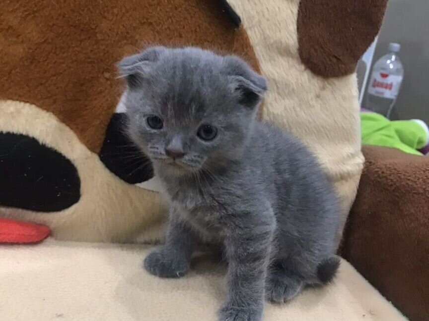 Котенок (кот)