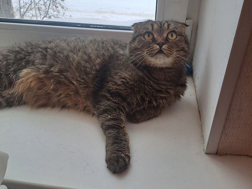 Котик бесплатно в добрые руки