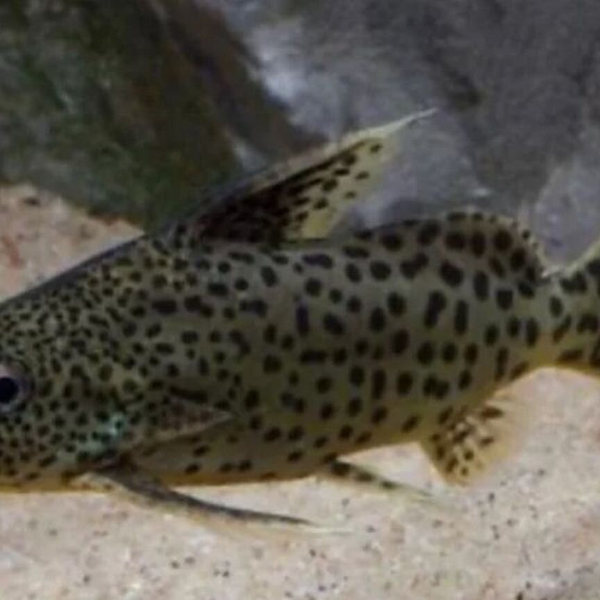 Сомик бронь до вторника