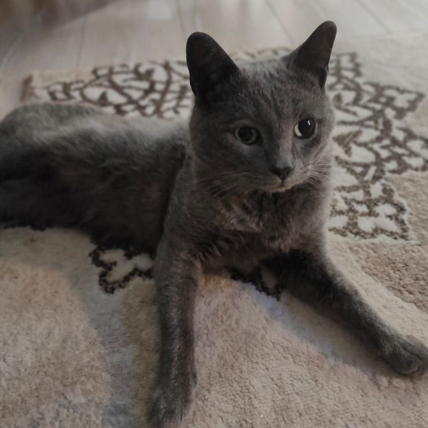 Котята в добрые руки бесплатно мальчик