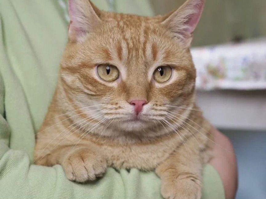 Котик Солнышко в дар