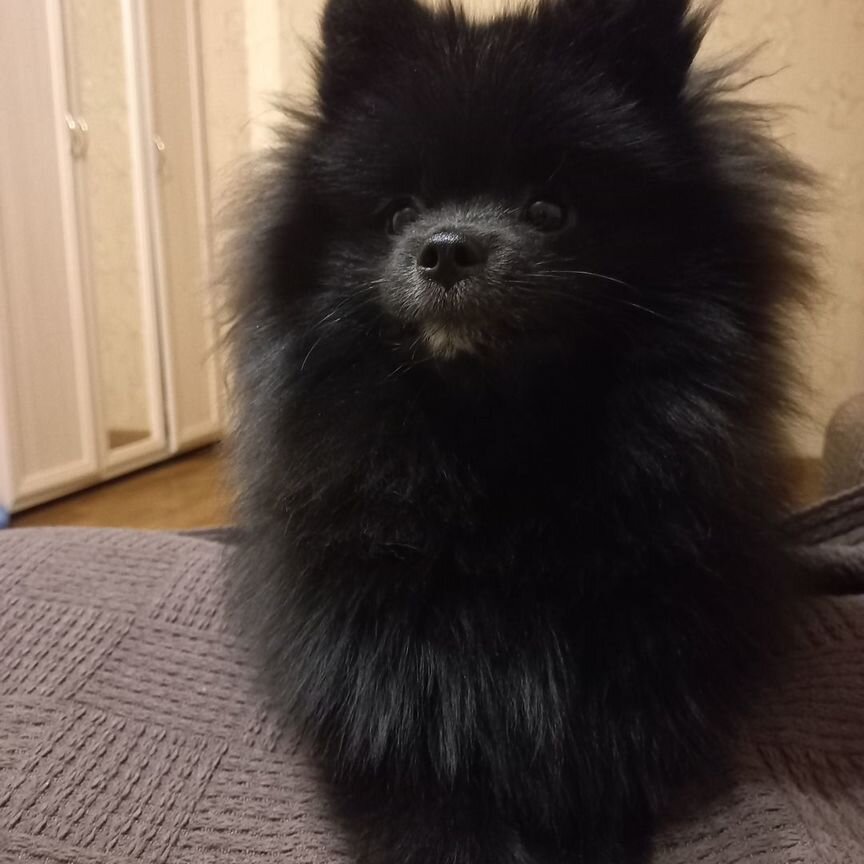 Вязка черный кляйн шпиц ищет подружку. +Сайт