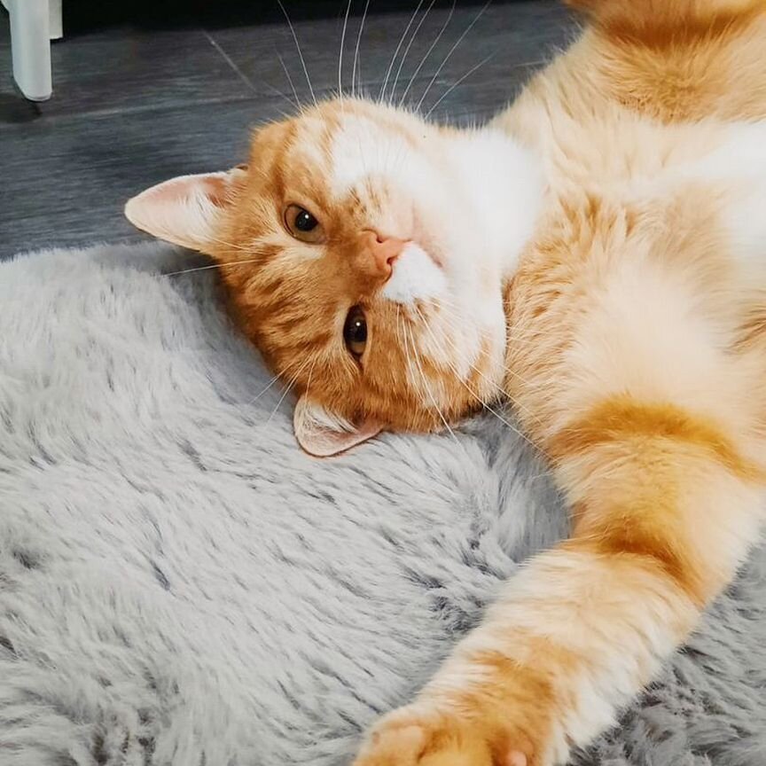 Кот бегемот в добрые руки