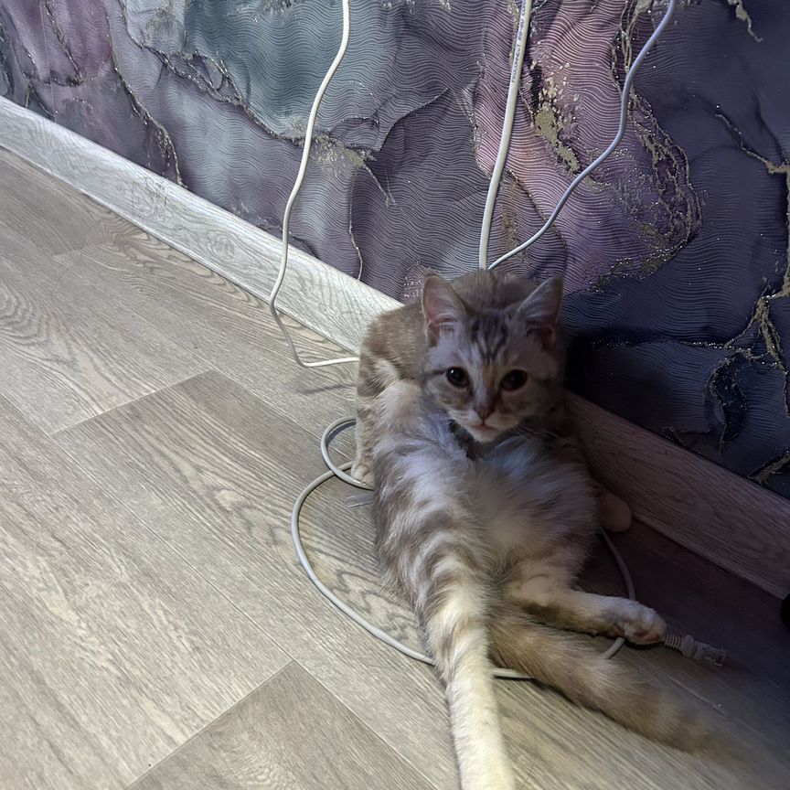 Британский короткошёрстный котёнок