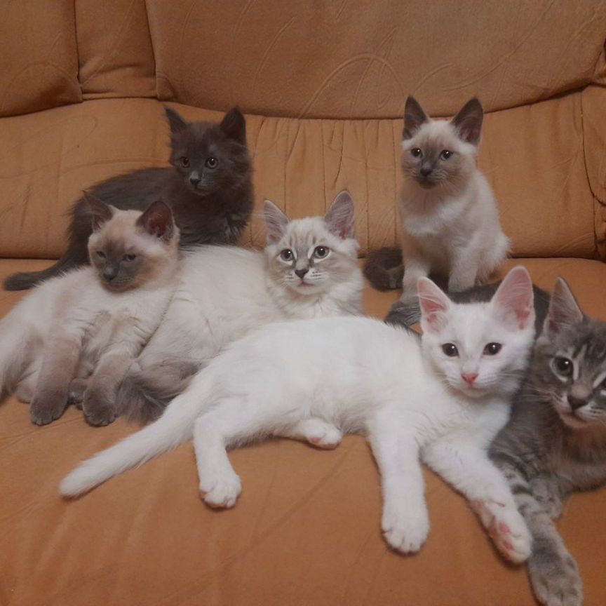 Котята белого, сиамского и серого окрасов