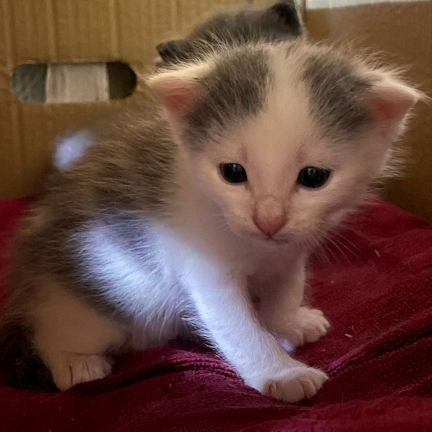 Котята в добрые руки бесплатно мальчик и 2 девочки