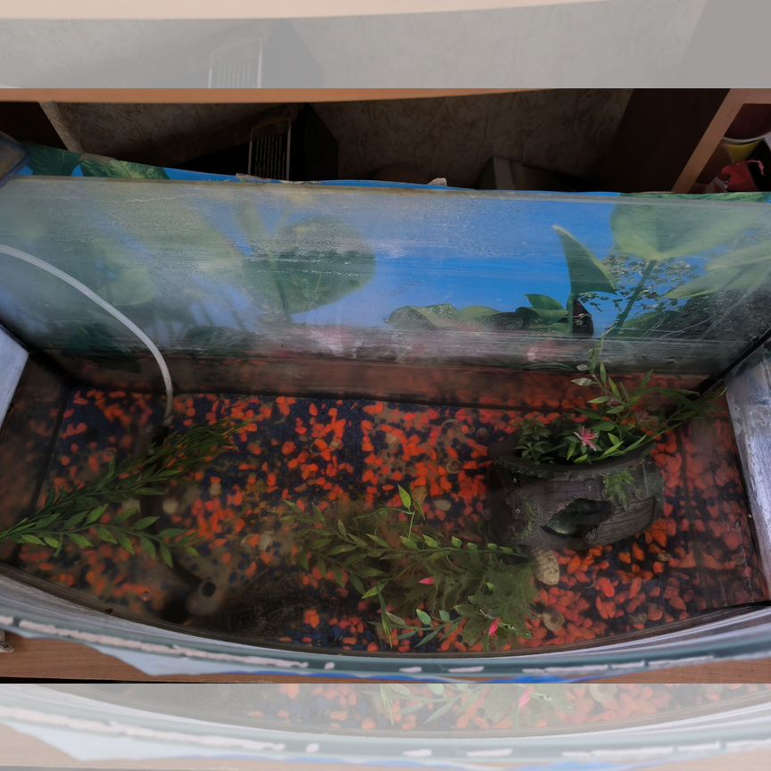 Аквариум с сомиком