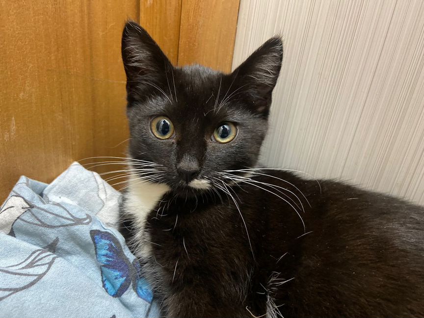Котенок Шакира