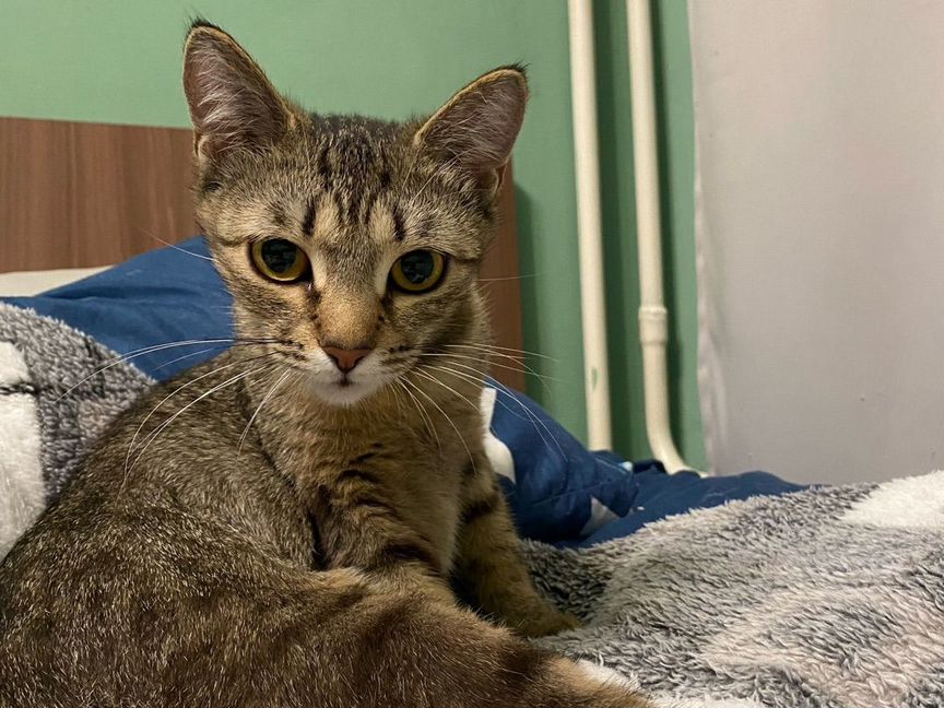 Молодая кошечка в добрые руки