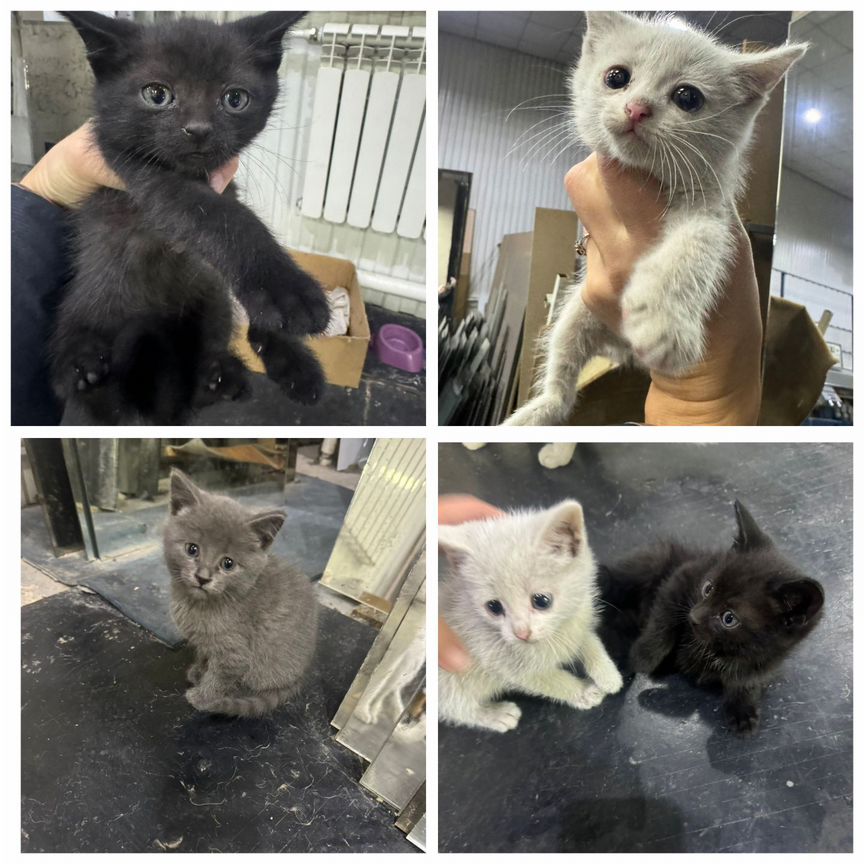 Отдам котят, 1,5 месяца