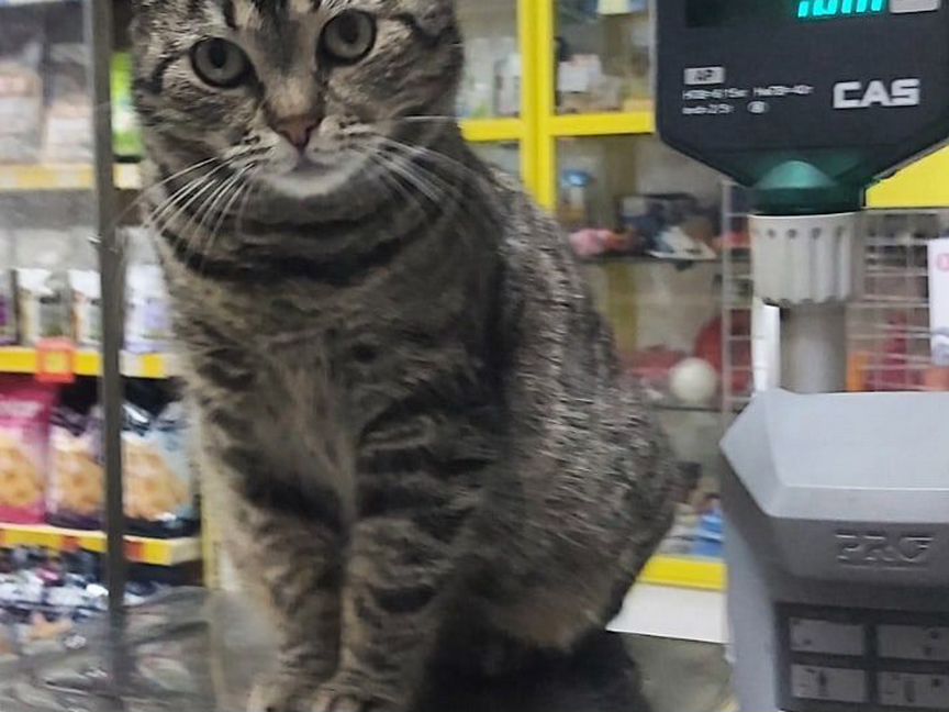 4 кг мурчащего счастья